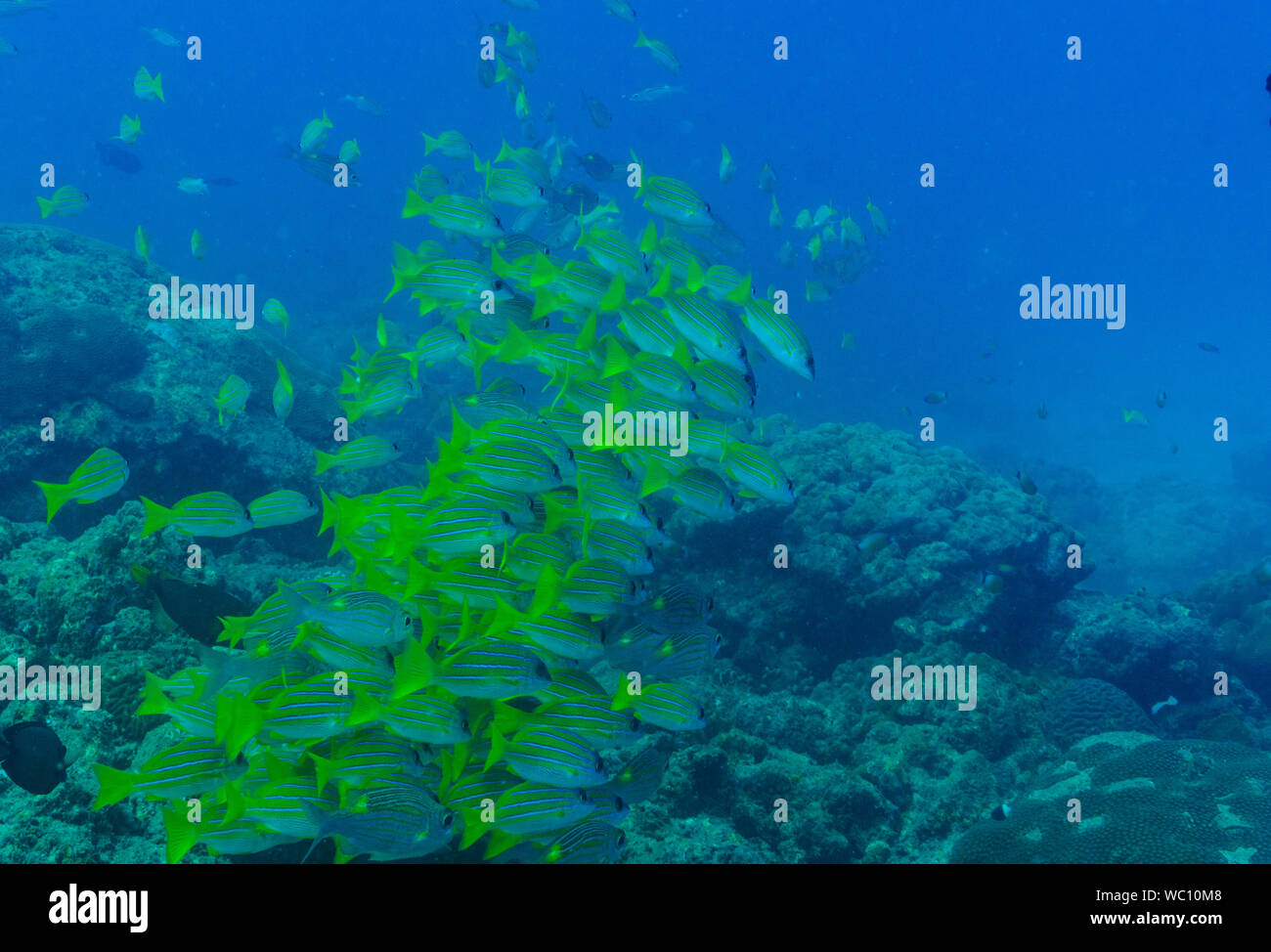 Underwater image of Coral Reef and Reef Fish - taken during Scuba ...