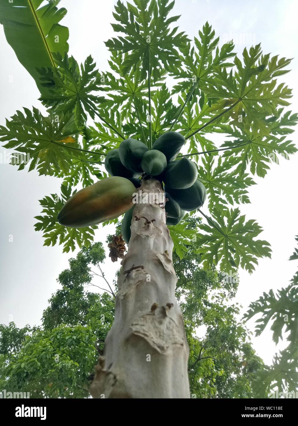 Papayas on tree hi-res stock photography and images - Alamy