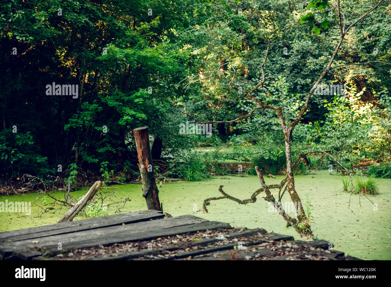 Chinese Lanterns in old China townOvergrown water in the swamp. Swamp ...