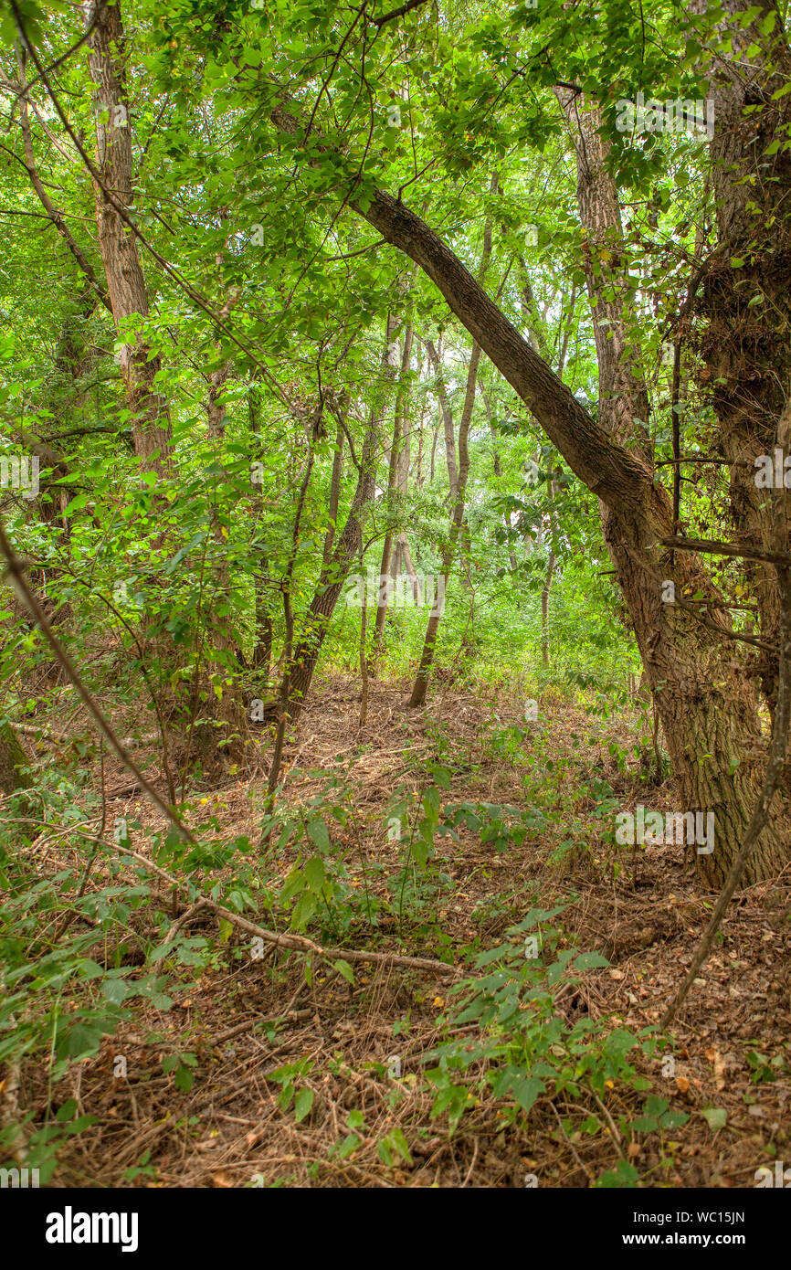 green wild forest with dense growing trees Stock Photo - Alamy