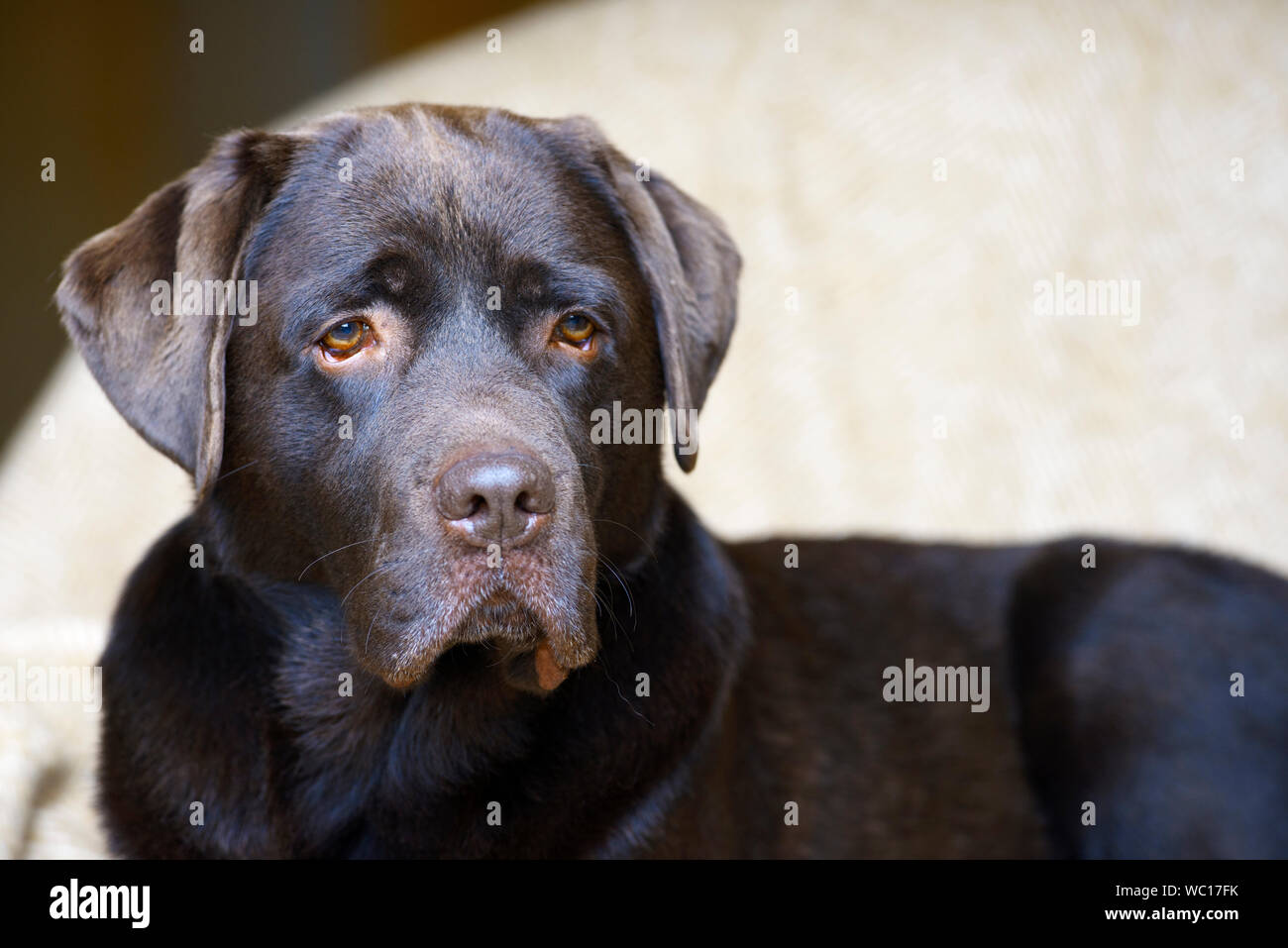 Show line labrador hi-res stock photography and images - Alamy