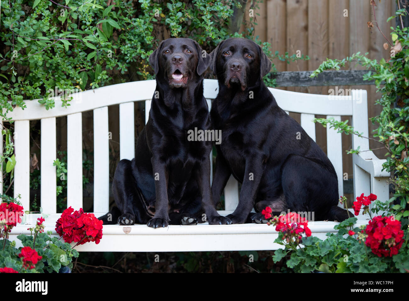 Two chocolate Labrador dogs sitting on a garden bench Stock Photo - Alamy