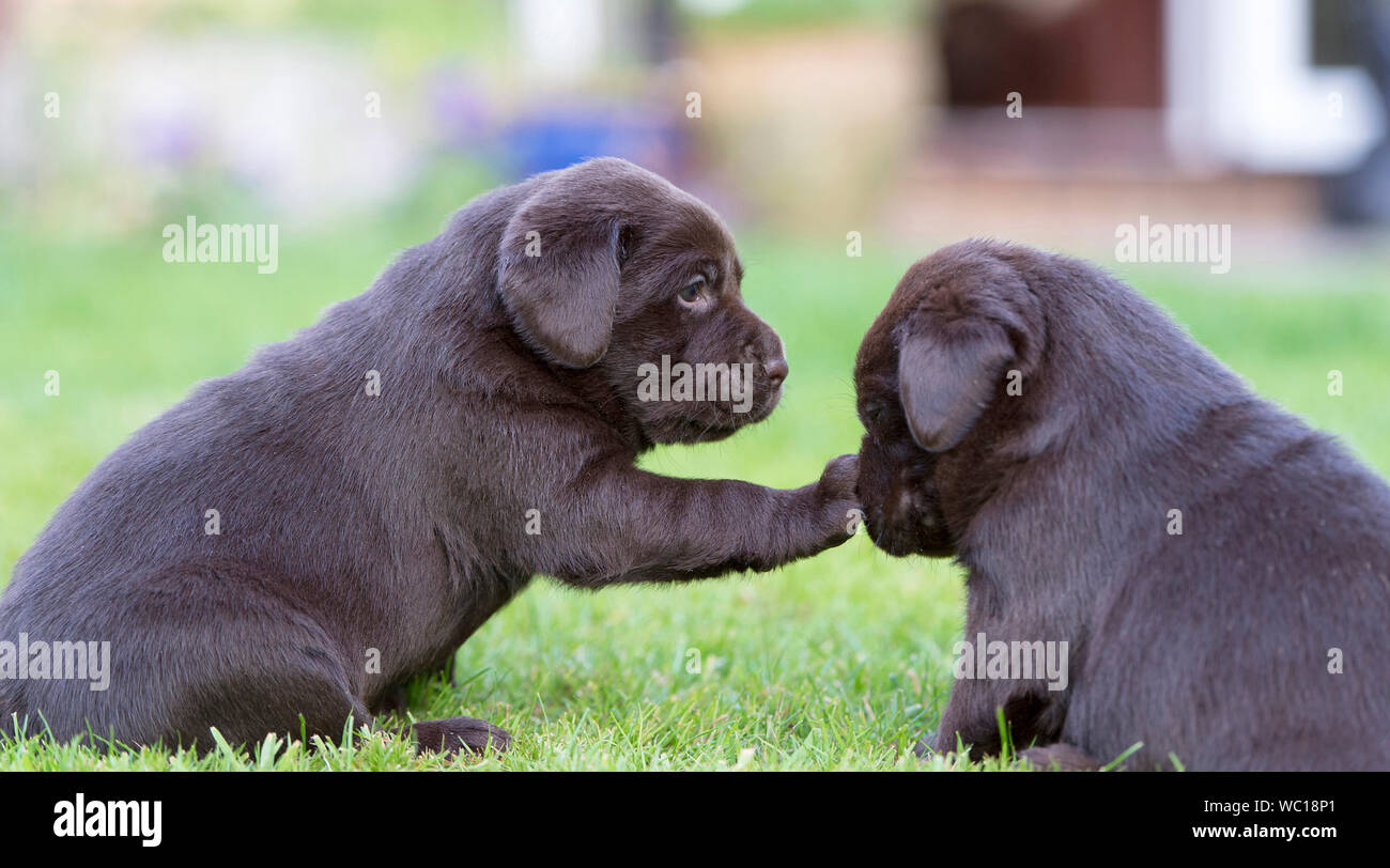 Two six week old chocolate Labrador puppies play fighting Stock Photo ...