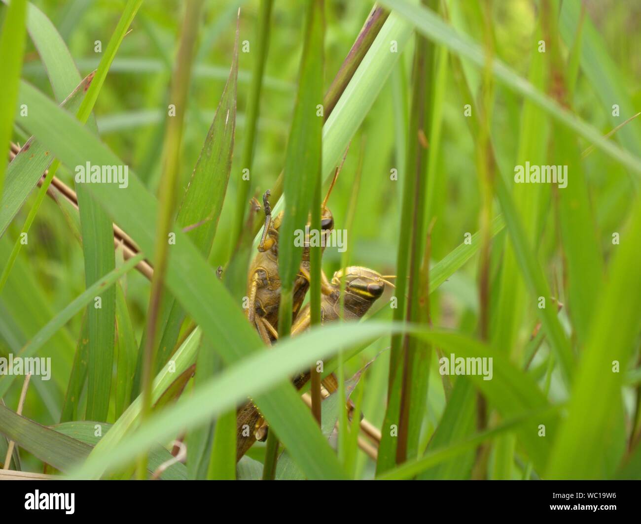 Green grasshoppers mating hi-res stock photography and images - Alamy