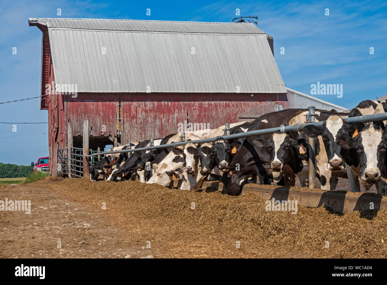 Agric cows hi-res stock photography and images - Alamy