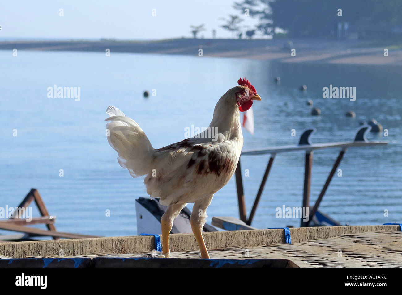 Sea rooster hi-res stock photography and images - Alamy