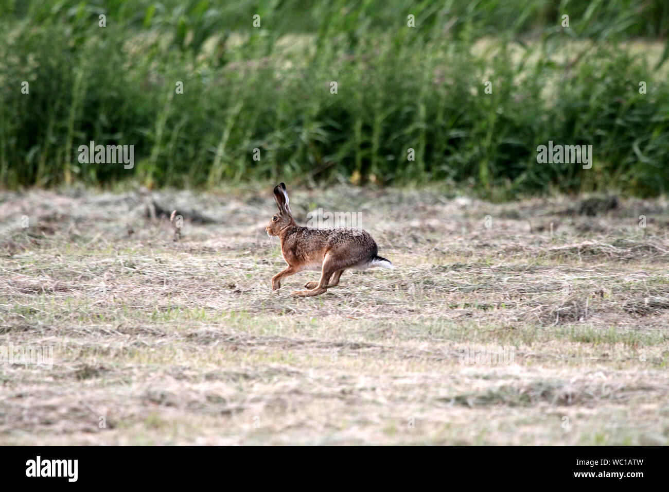 European hare running hi-res stock photography and images - Alamy