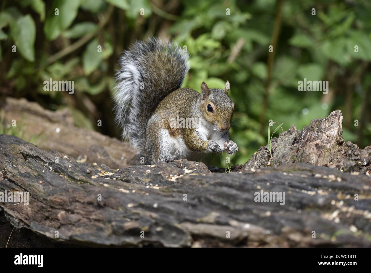 Front paws log hi-res stock photography and images - Alamy