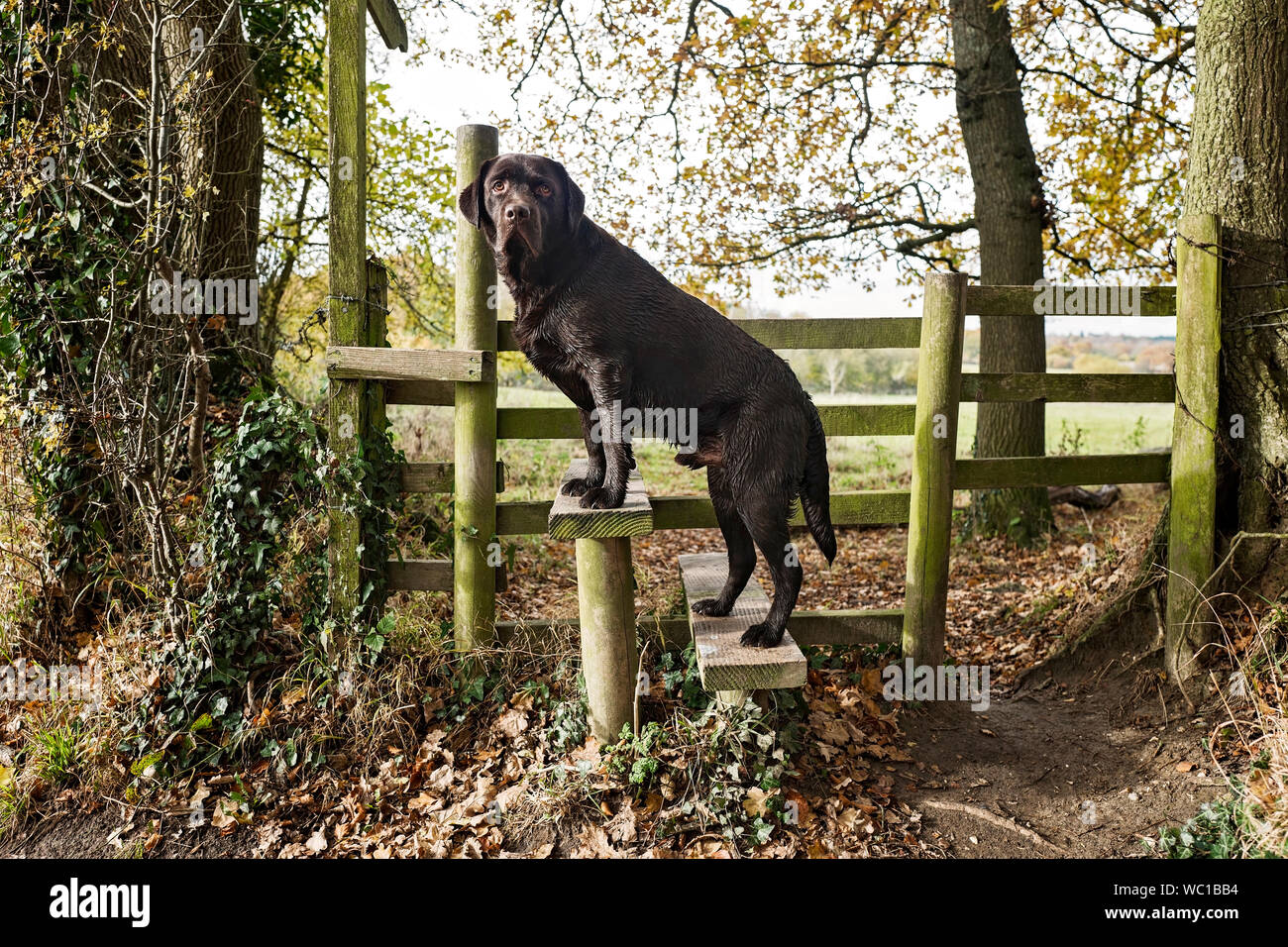 Dog stile hi-res stock photography and images - Alamy