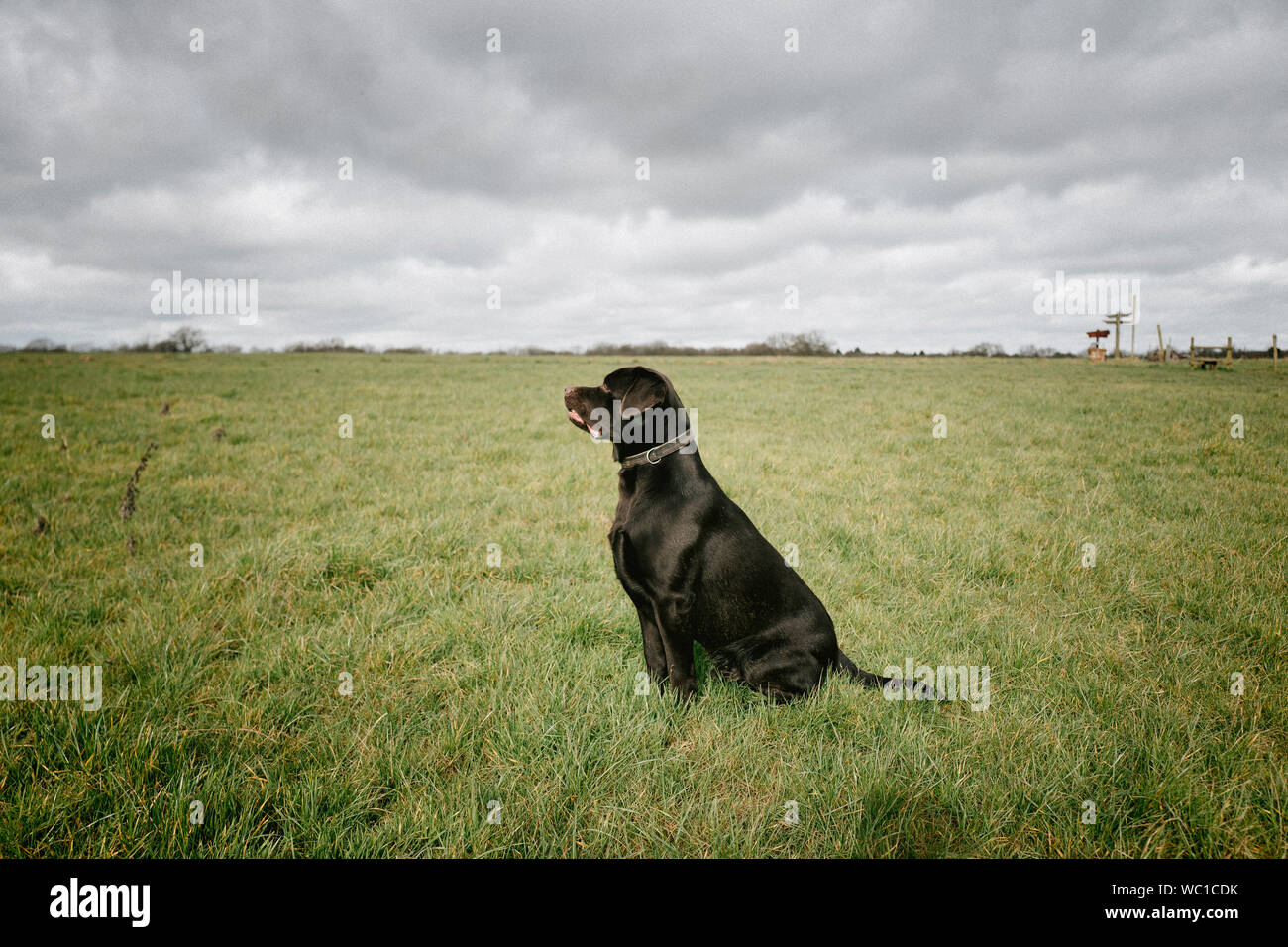 Chocolate Labrador dog sitting in a Field Stock Photo - Alamy