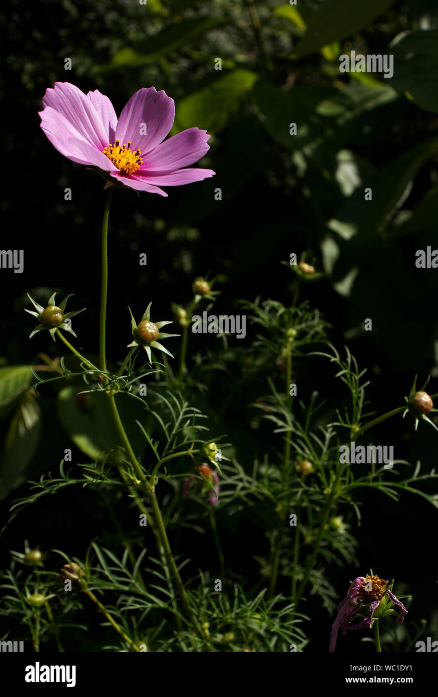 Single cosmos in garden in summer Stock Photo - Alamy