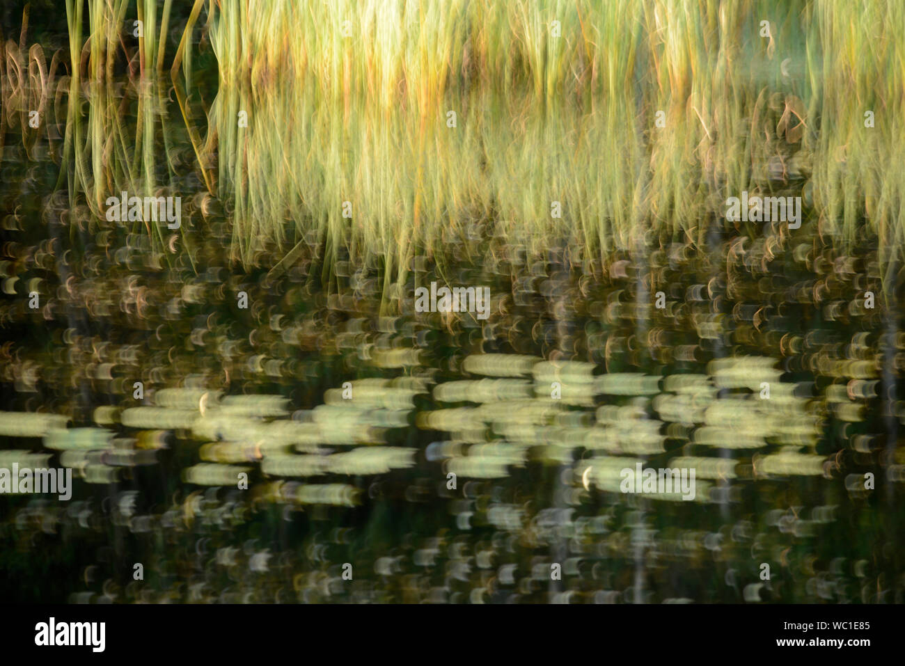 Plants as art (Artifact Stock Photo - Alamy