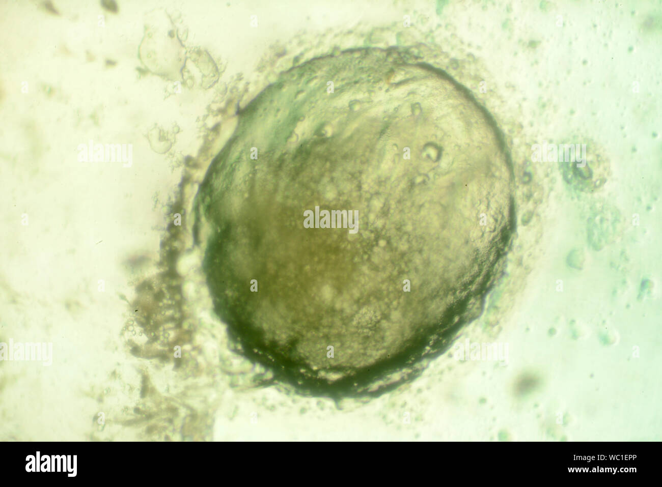 Coastal fish hi-res stock photography and images - Alamy