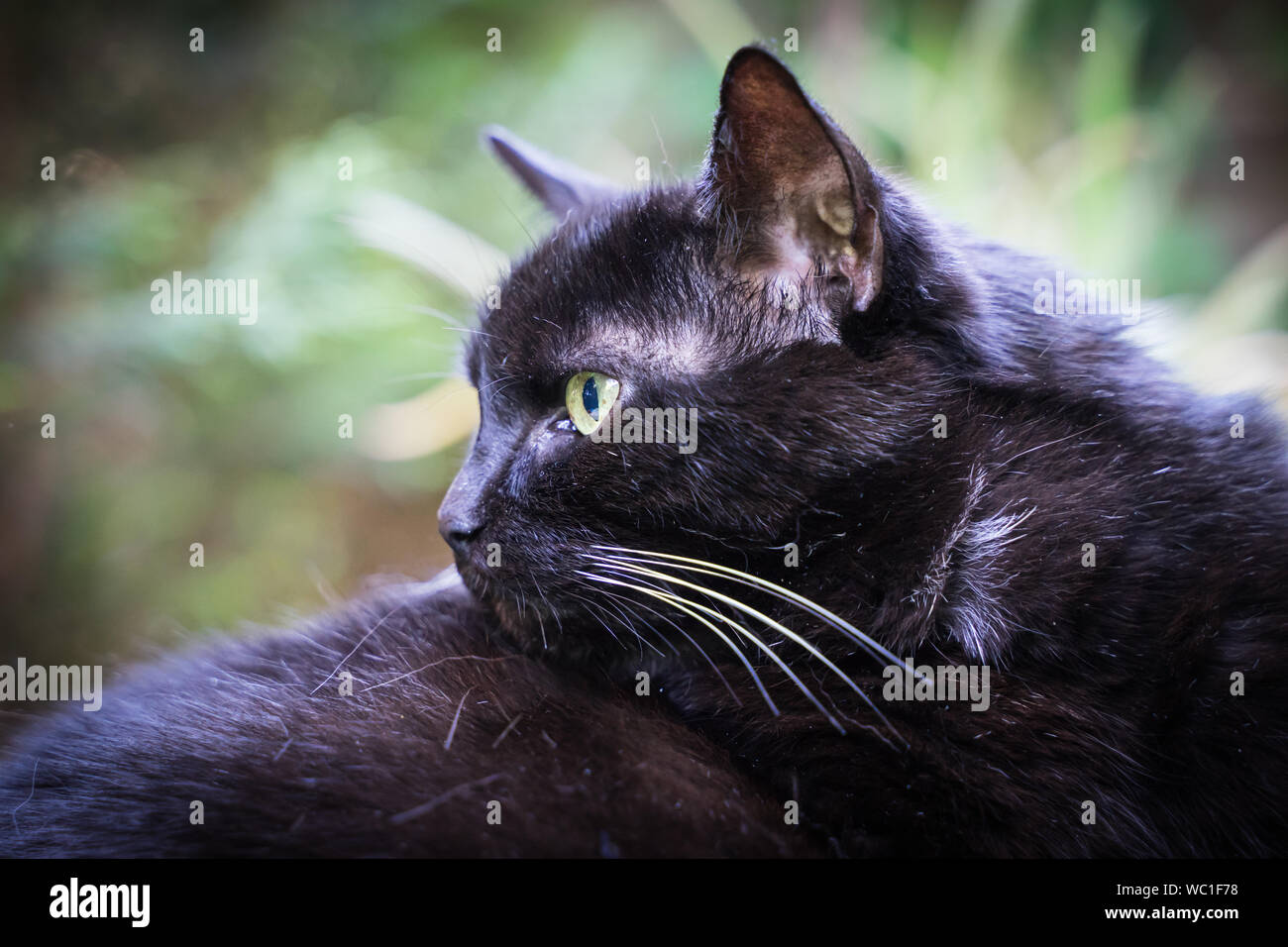 Old black cat hi-res stock photography and images - Alamy