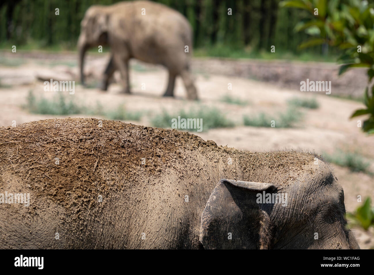 African elephant, asian elephant hi-res stock photography and images ...