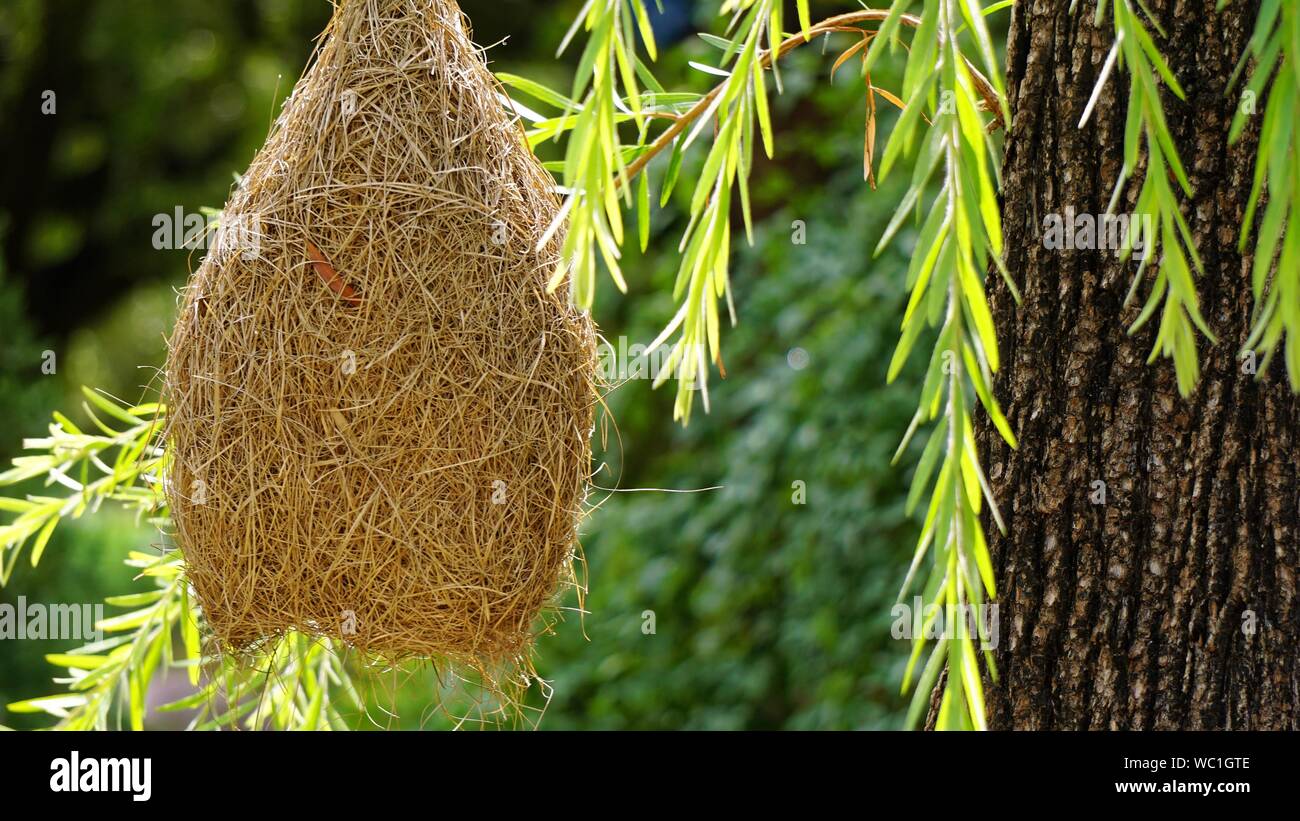 Hanging nest hi-res stock photography and images - Alamy