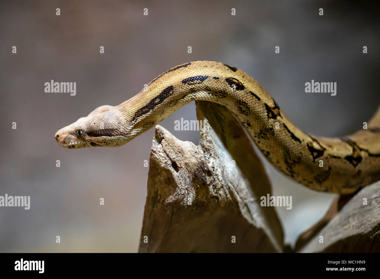 Texas garter snake hi-res stock photography and images - Alamy