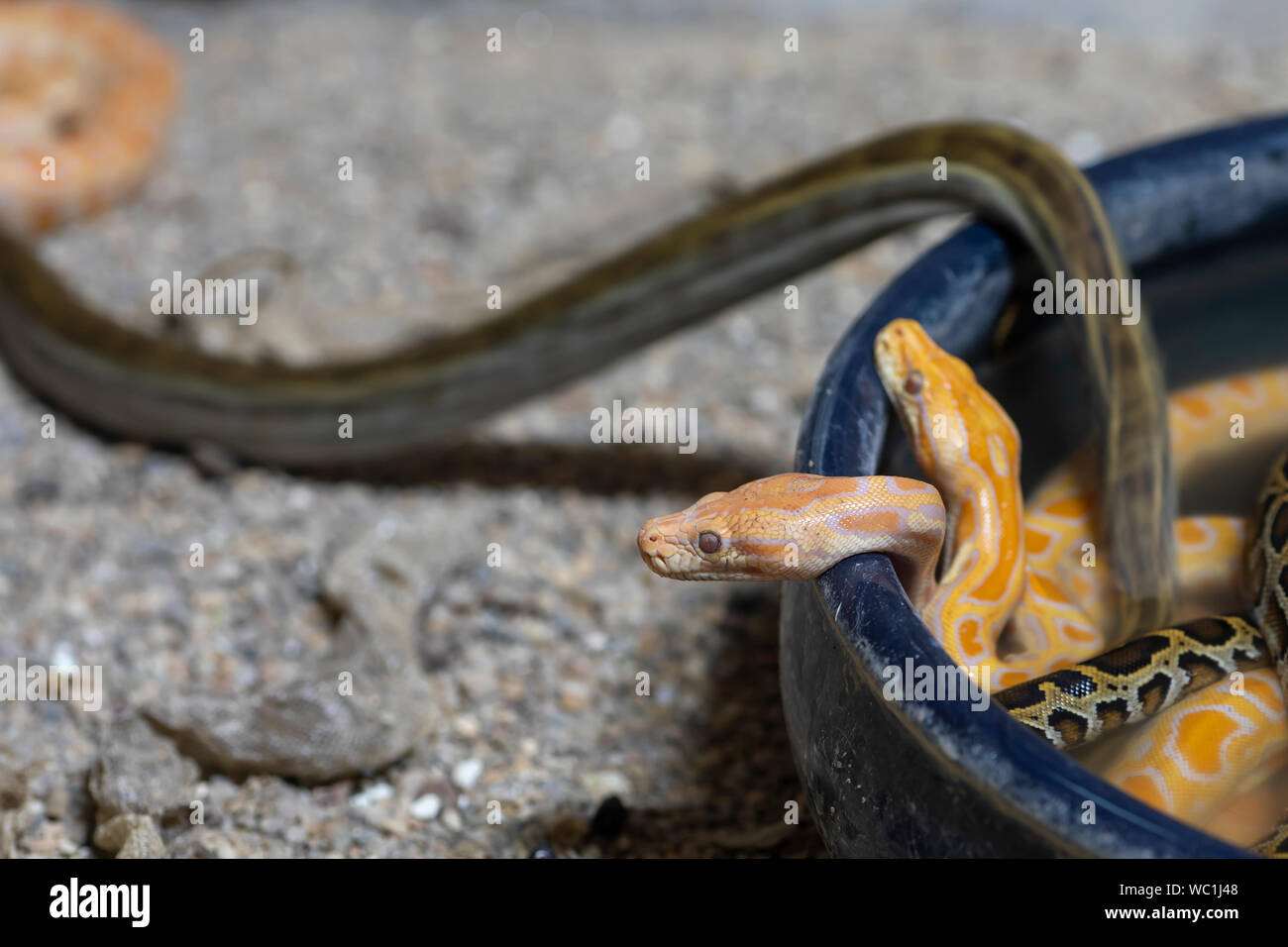 Texas garter snake hi-res stock photography and images - Alamy