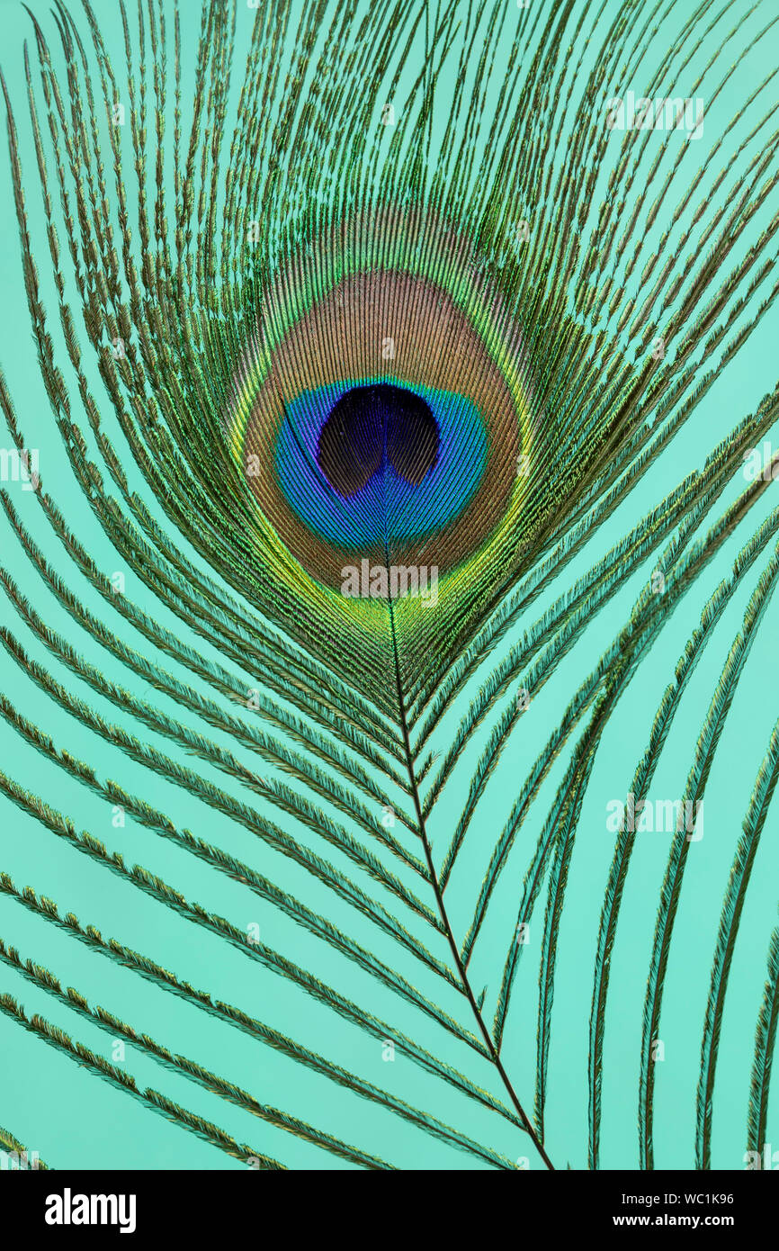 Feather texture hi-res stock photography and images - Alamy