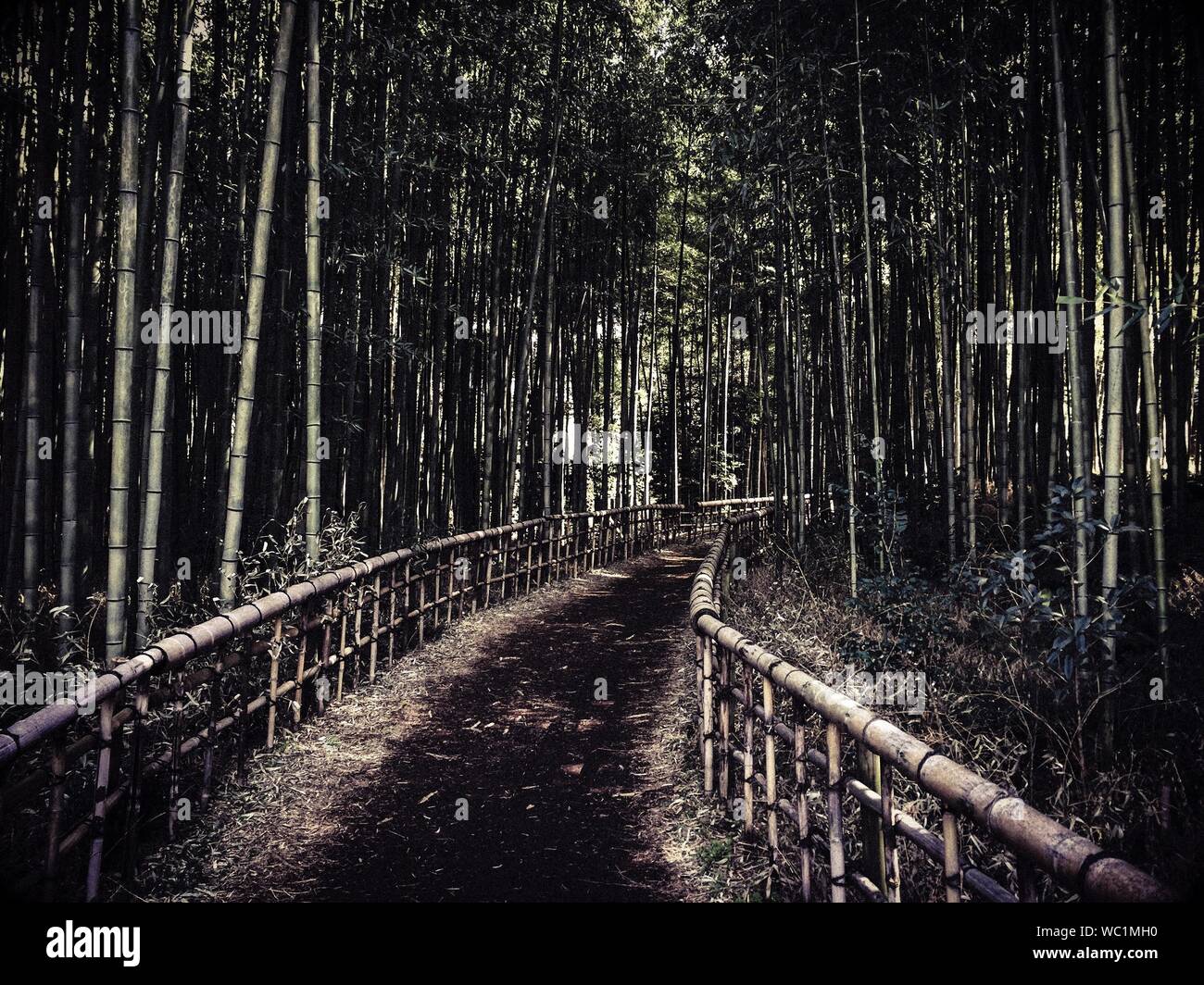 Bamboo pathway hi-res stock photography and images - Alamy