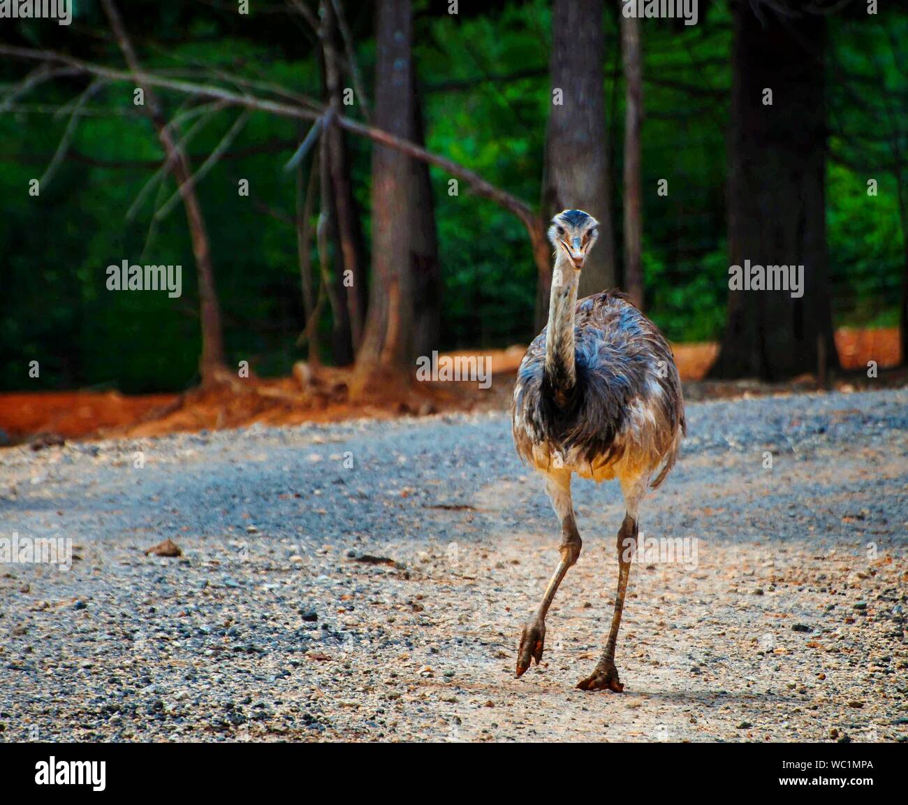 Running Ostrich Meme