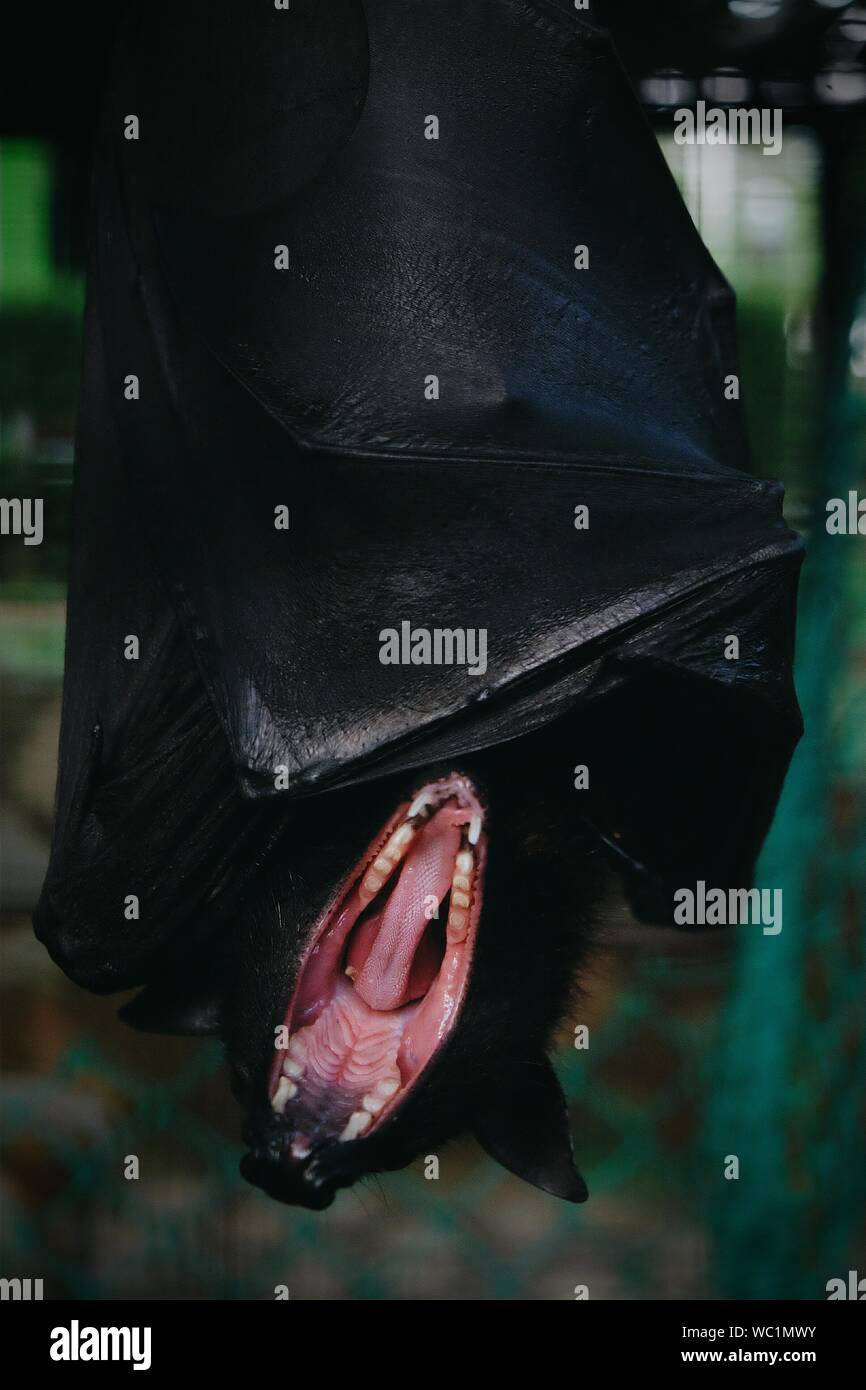 Bat Wing Close Up High Resolution Stock Photography and Images - Alamy