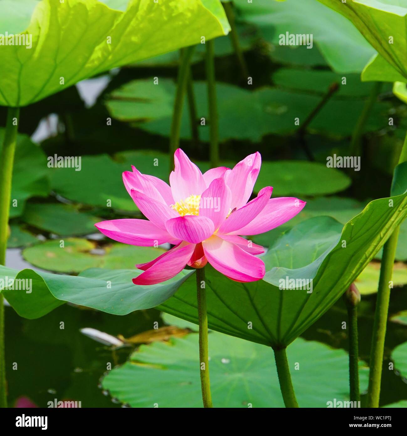 Blooming Lotus Flower In Pond High Resolution Stock Photography and ...