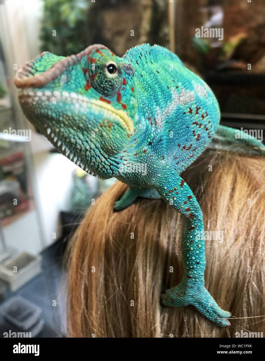 Real chameleon hi-res stock photography and images - Alamy