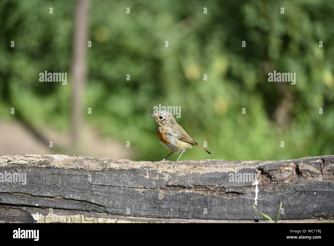 Juvenile eurasian robin in sunny woodland Stock Photo - Alamy