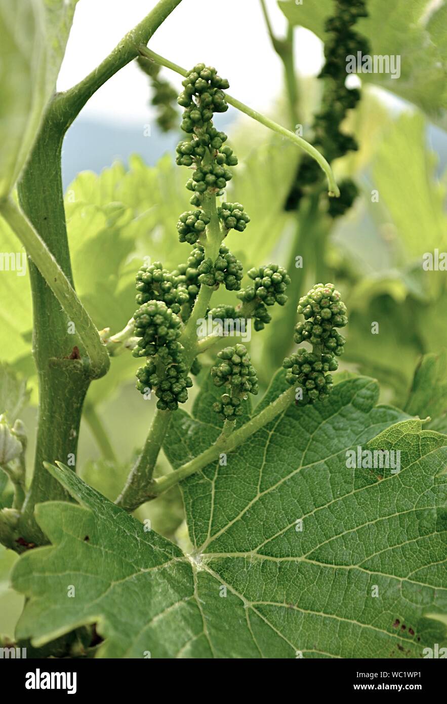 Grape on plant hi-res stock photography and images - Alamy