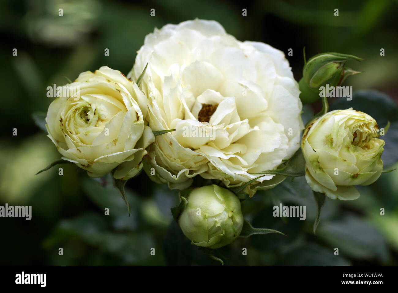 Lemon Rokoko beautiful creamy roses. Flowers in a garden in natural ...