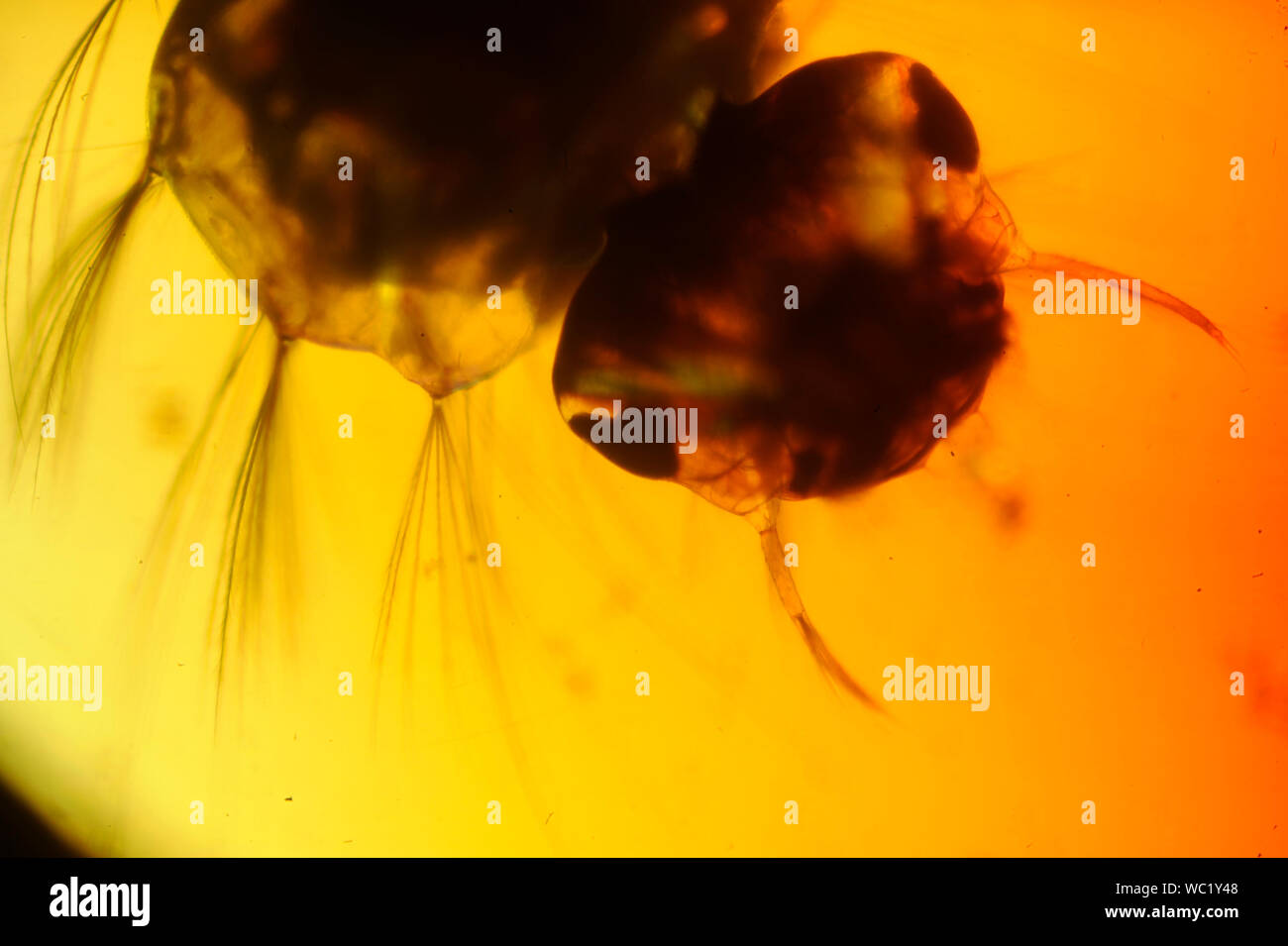 Animal cell and microscope hi-res stock photography and images - Alamy