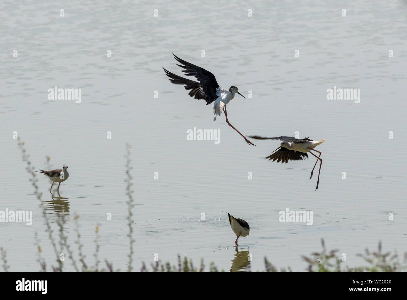 Wild wading birds hi-res stock photography and images - Alamy