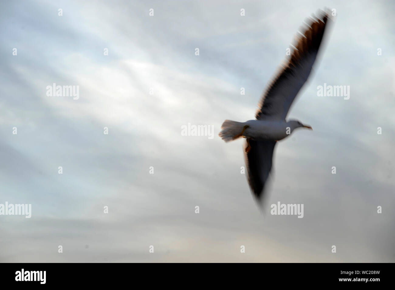Vertebrates Aves Seagull As Warm Blooded Vertebrates Or Aves Vector