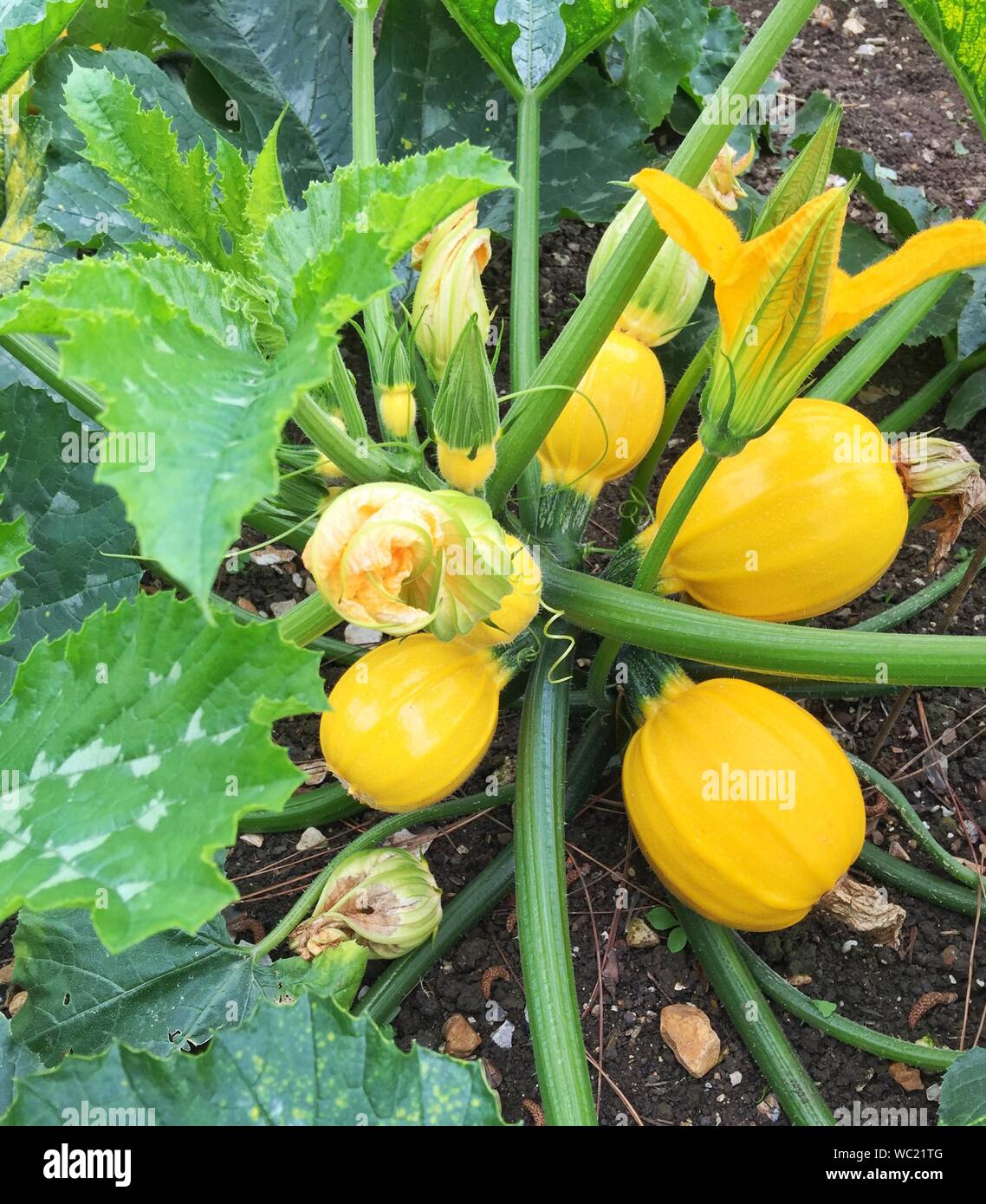 Yellow and green pumpkins hi-res stock photography and images - Alamy