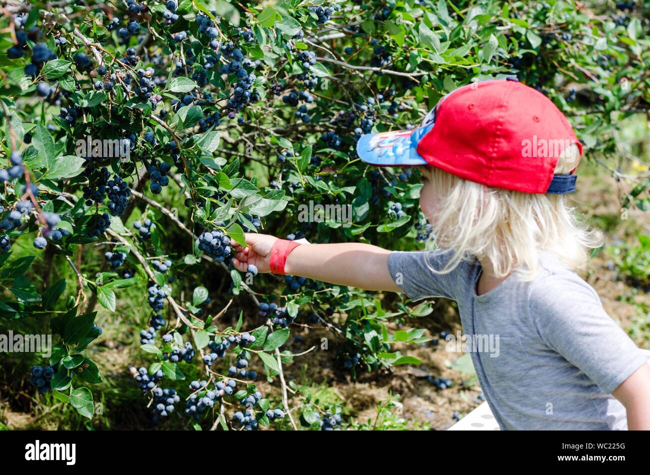 Plucking hi-res stock photography and images - Alamy