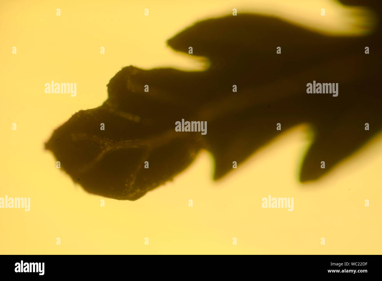 living, algae, fungi, sunlight, life, endosymbiosis, cyanobacteria ...