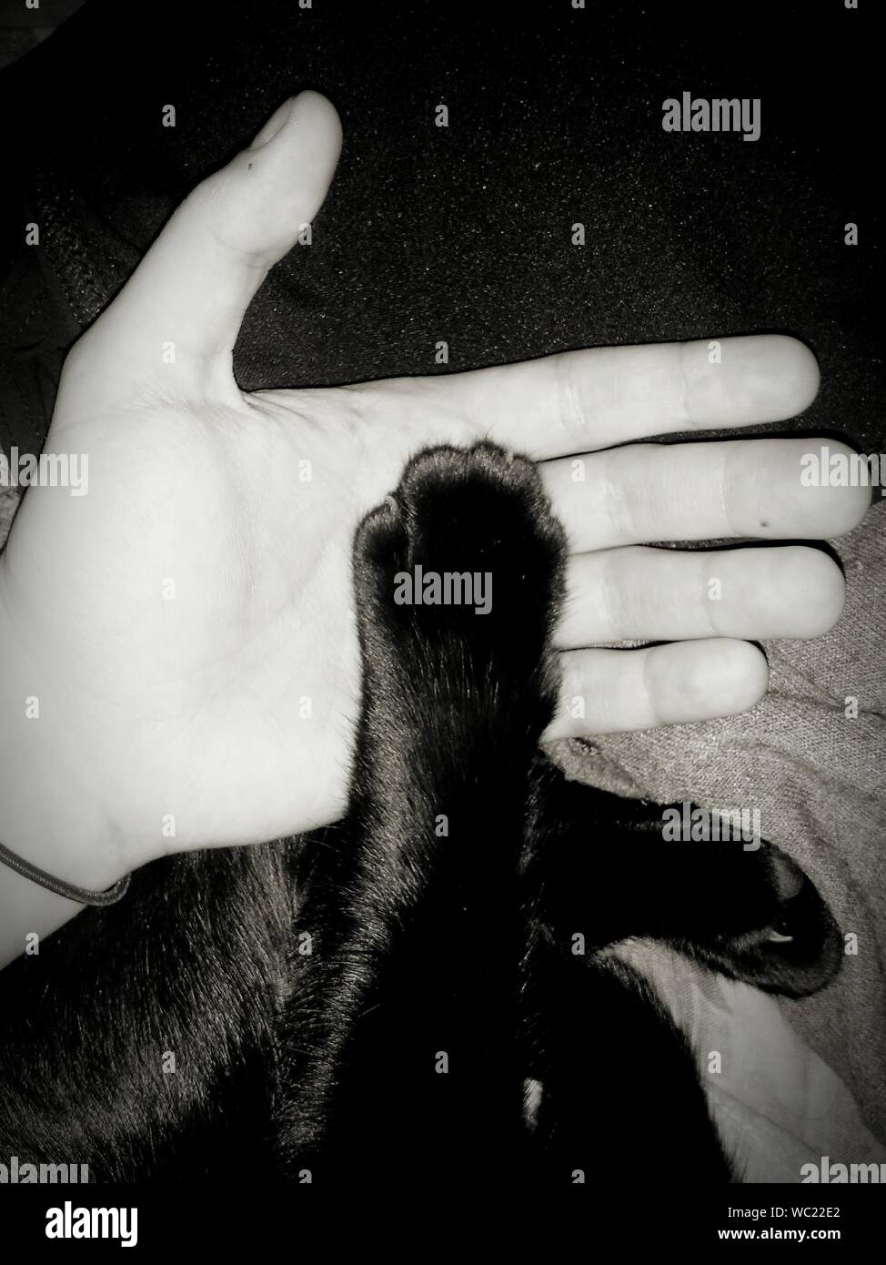 Pets human body hi-res stock photography and images - Alamy