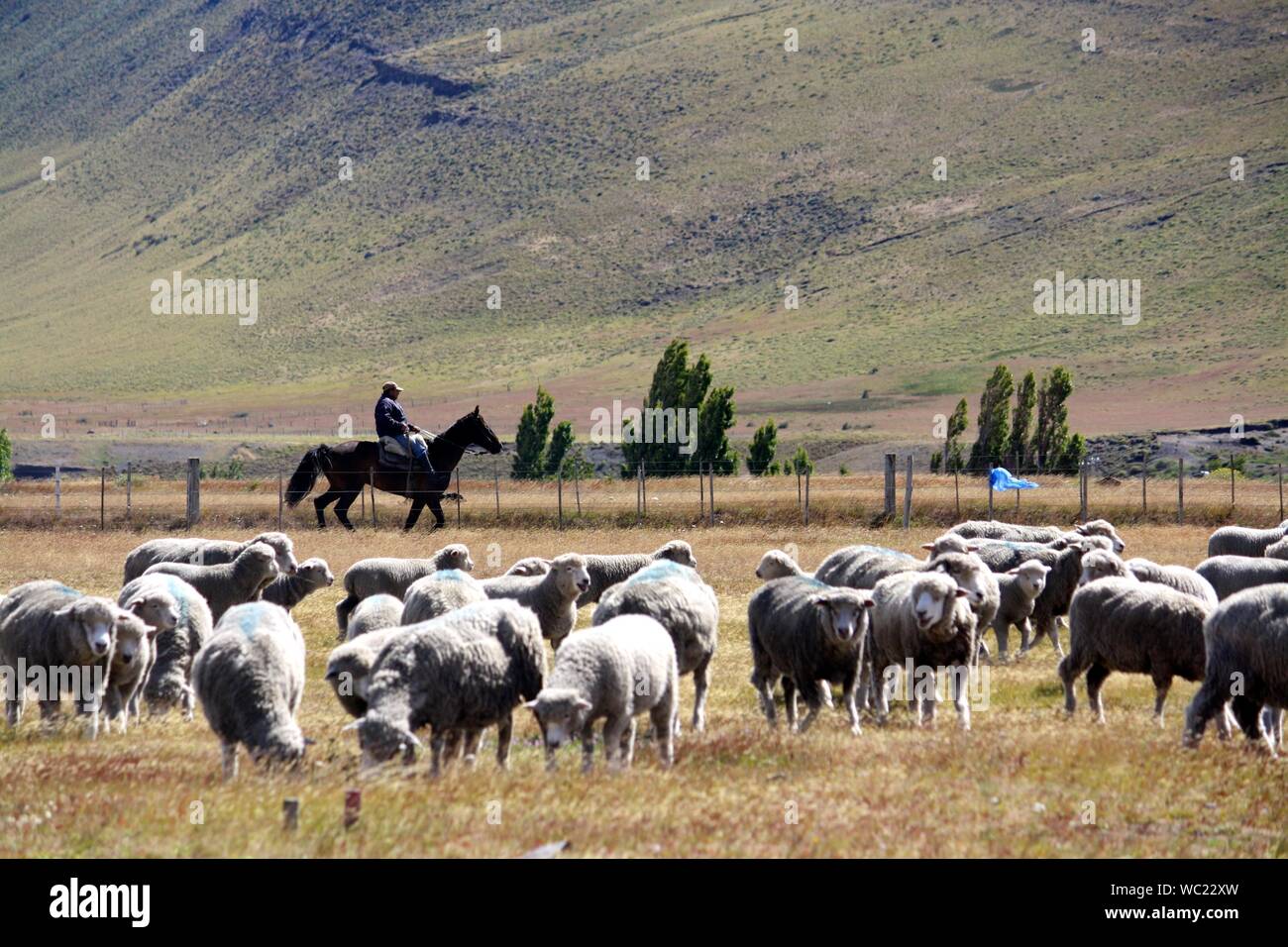 Sheep Riding High Resolution Stock Photography and Images - Alamy