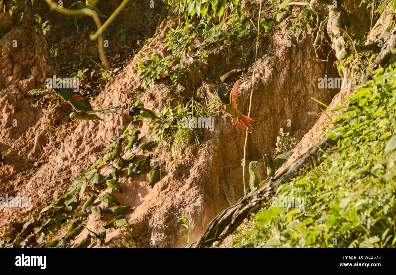 Collpa chuncho hi-res stock photography and images - Alamy