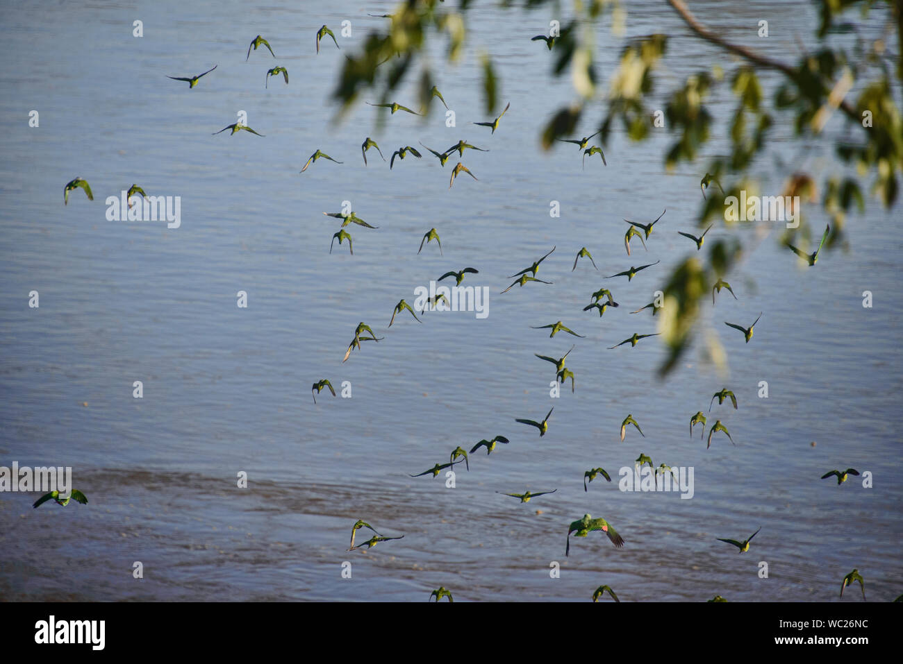 Peruvian amazon birds hi-res stock photography and images - Alamy
