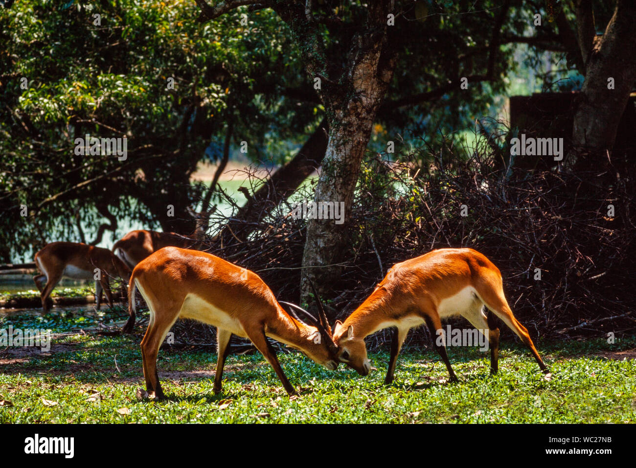 Singapore At 50 High Resolution Stock Photography and Images - Alamy