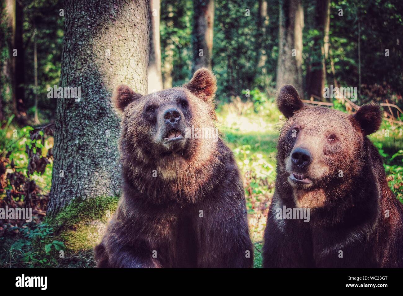 Two sitting bears hi-res stock photography and images - Alamy