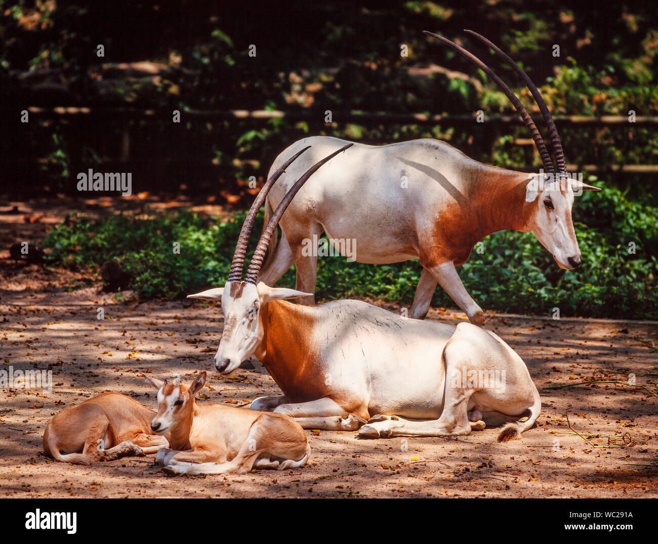 Prized game trophy hi-res stock photography and images - Alamy