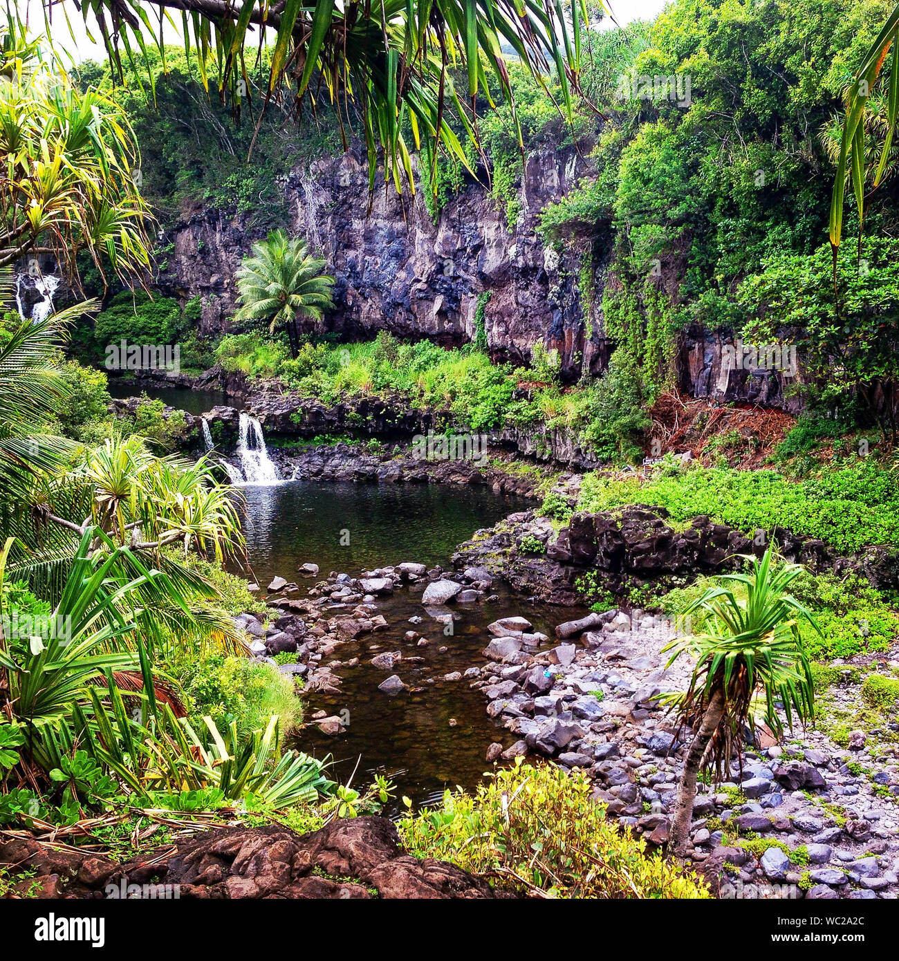 Water in rainforest hi-res stock photography and images - Alamy