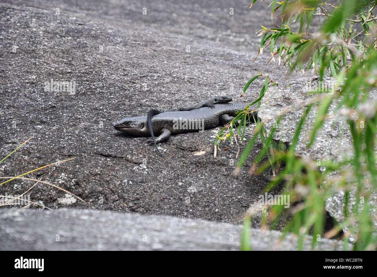 Rock reptiles hi-res stock photography and images - Alamy