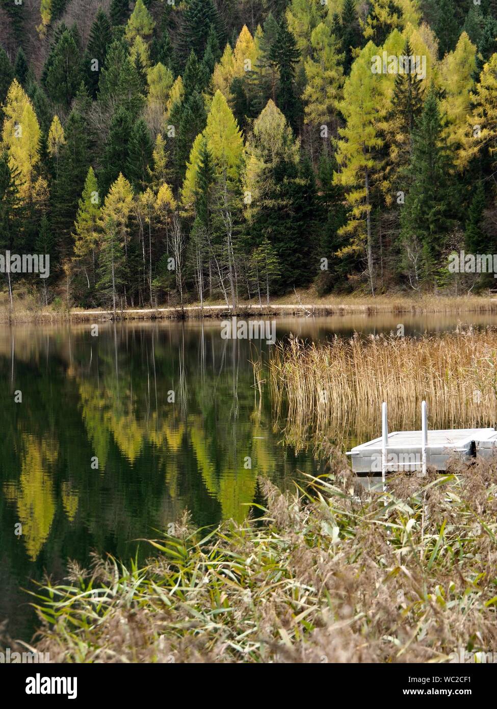 Pine trees at lake hi-res stock photography and images - Alamy