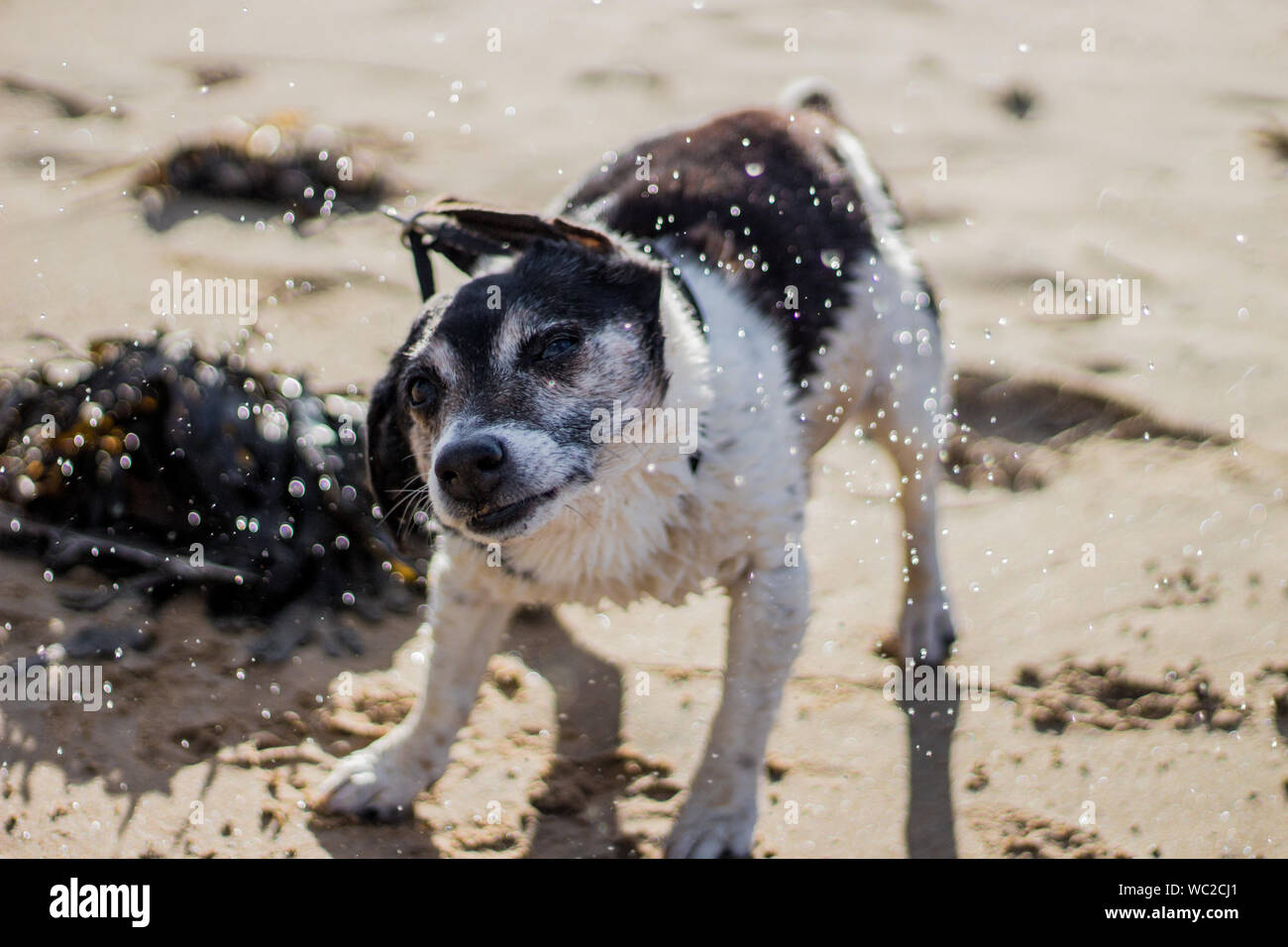 Wet fur hi-res stock photography and images - Alamy