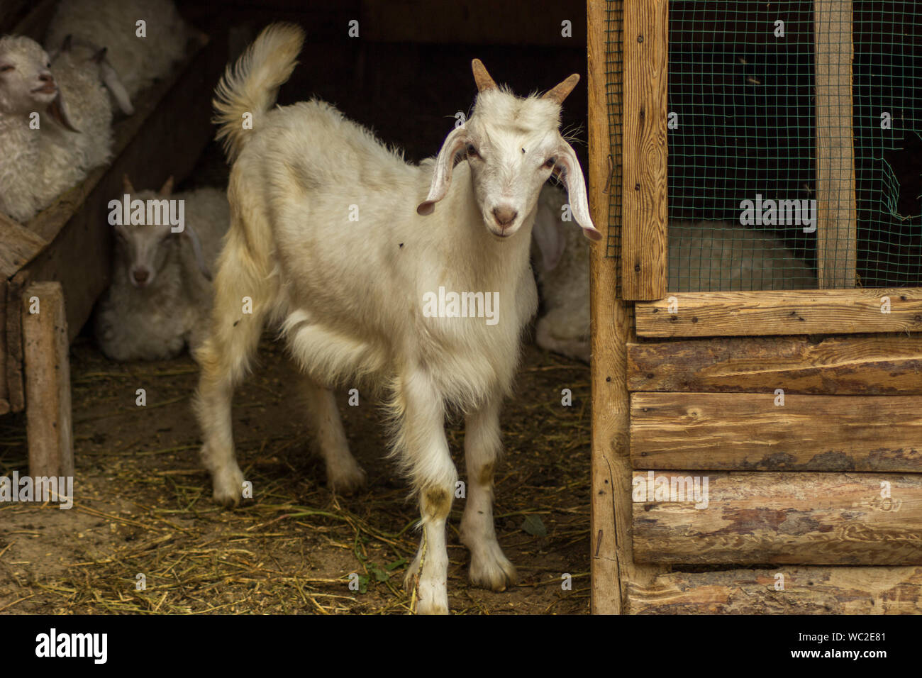 Cute an angora wool goat. it is a domestic Ankara, Turkey animal Stock ...