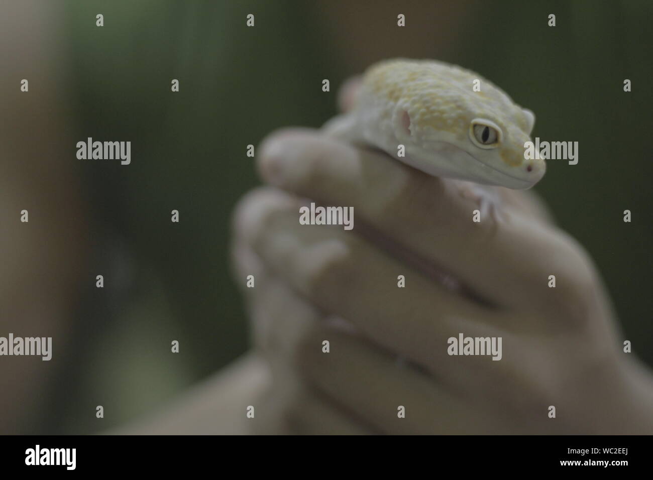 Close Up Holding Snake High Resolution Stock Photography and Images - Alamy